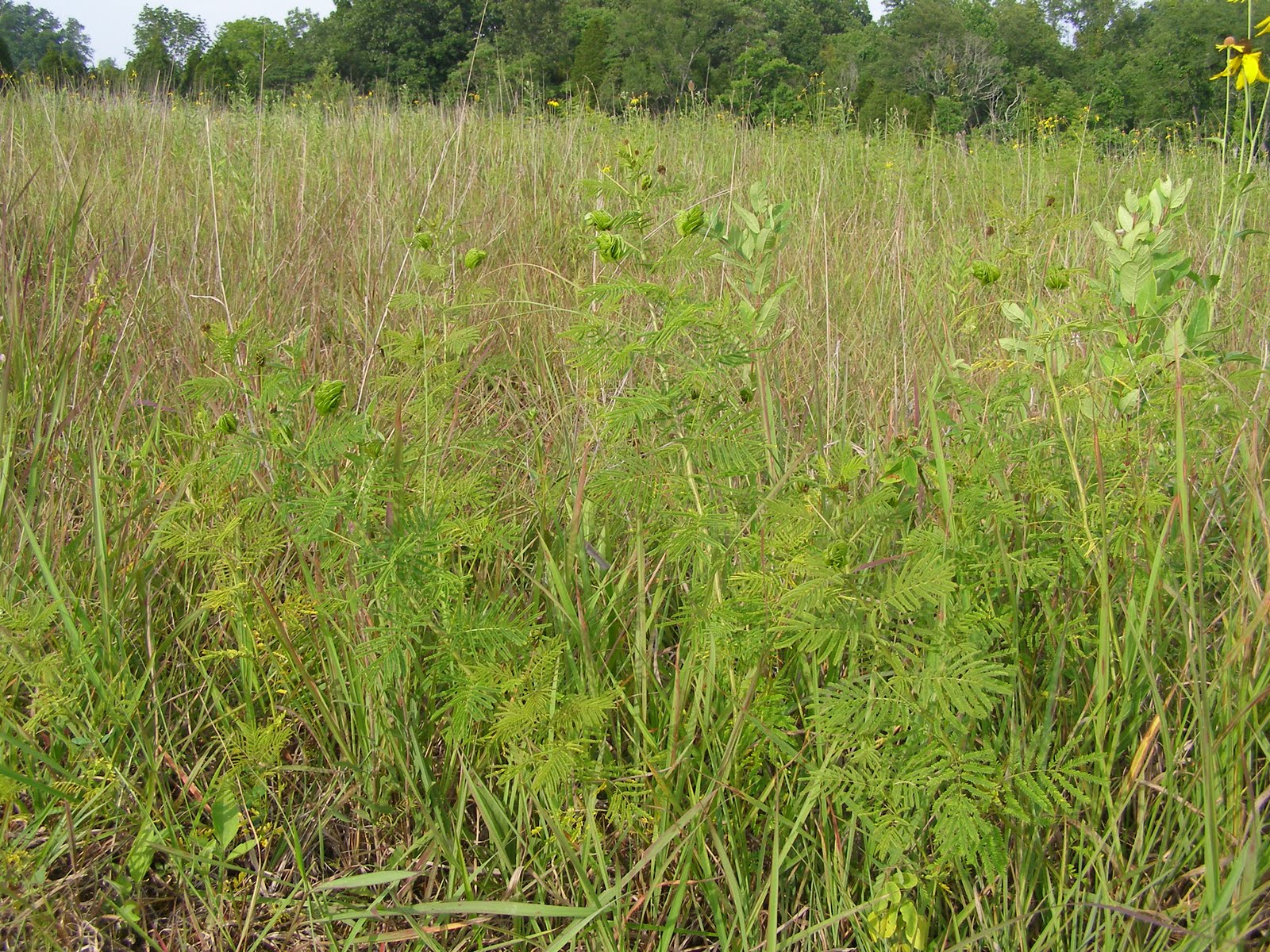 Ohio Flora: Bundleflower - Desmanthus illinoensis