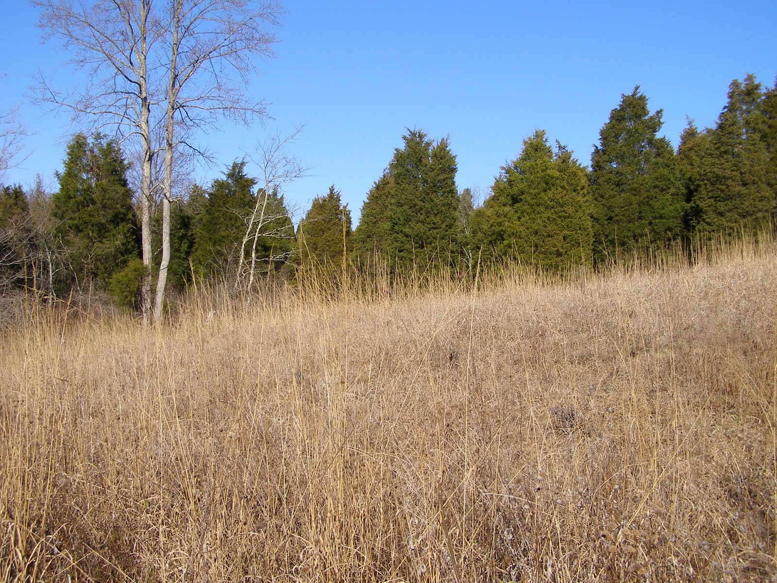 Blue Jay Barrens: December Prairie