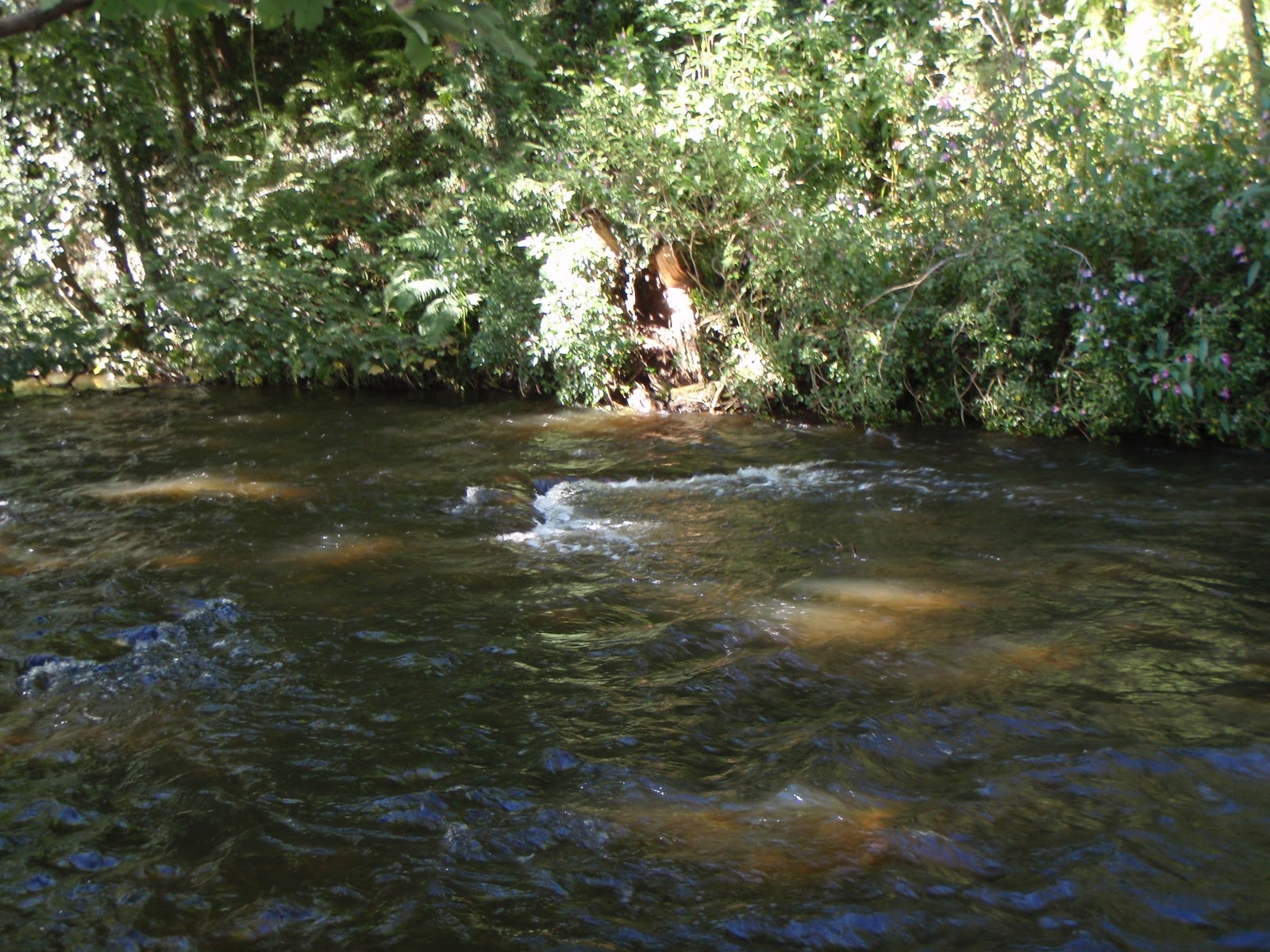 DNMAC River Goyt restoration: two more "V" flow deflectors ...