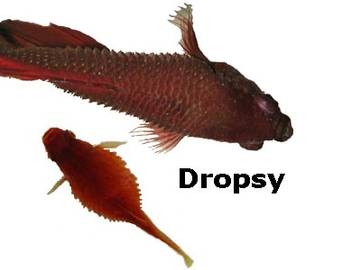 Aquarium Answers, Pond | Fish Question and Help Articles: Dropsy in ...
