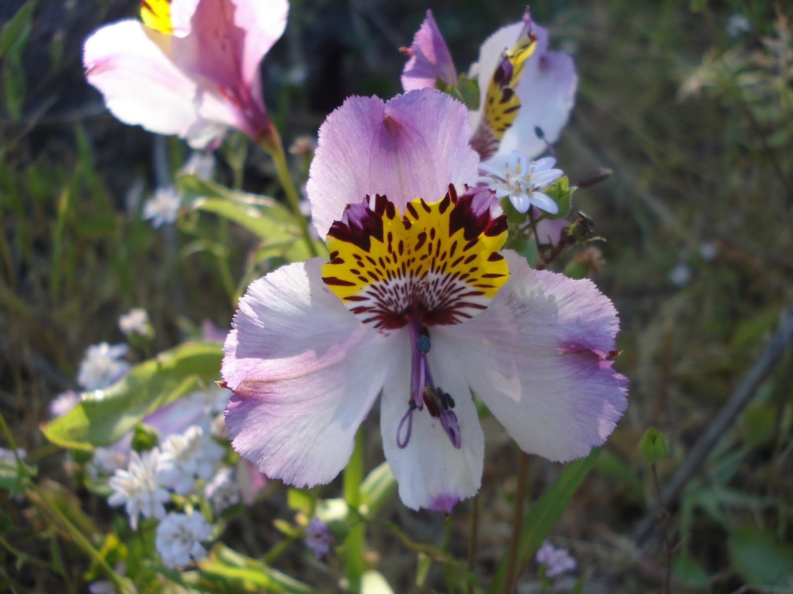 Apuntes botánicos: ALSTROEMERIAS CHILENAS
