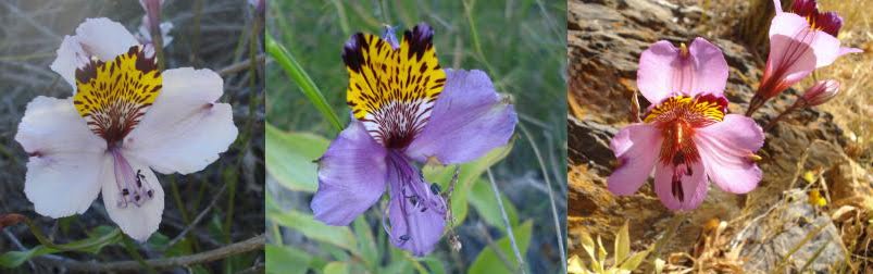 Apuntes botánicos: ALSTROEMERIAS CHILENAS