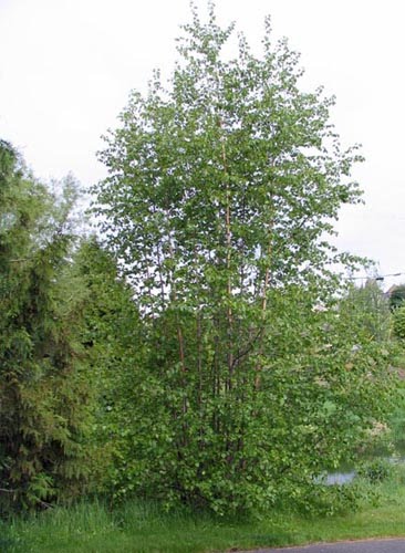 earth friendly landscapes: PLANTING WITH DECIDUOUS TREES IN CALIFORNIA