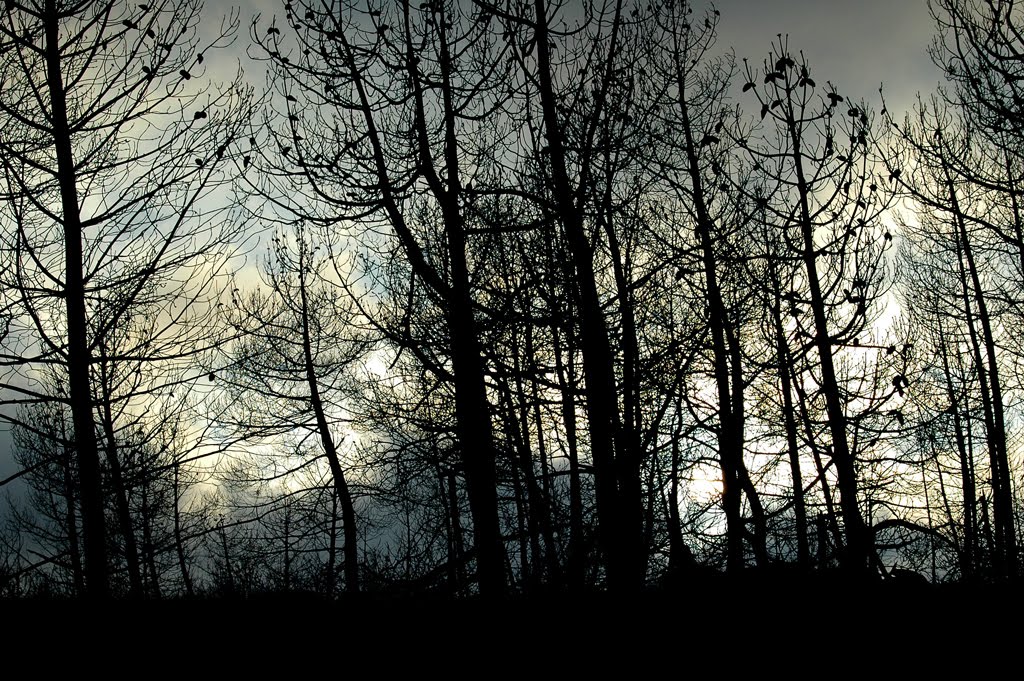 Cultura Underground: A Fine Frenzy