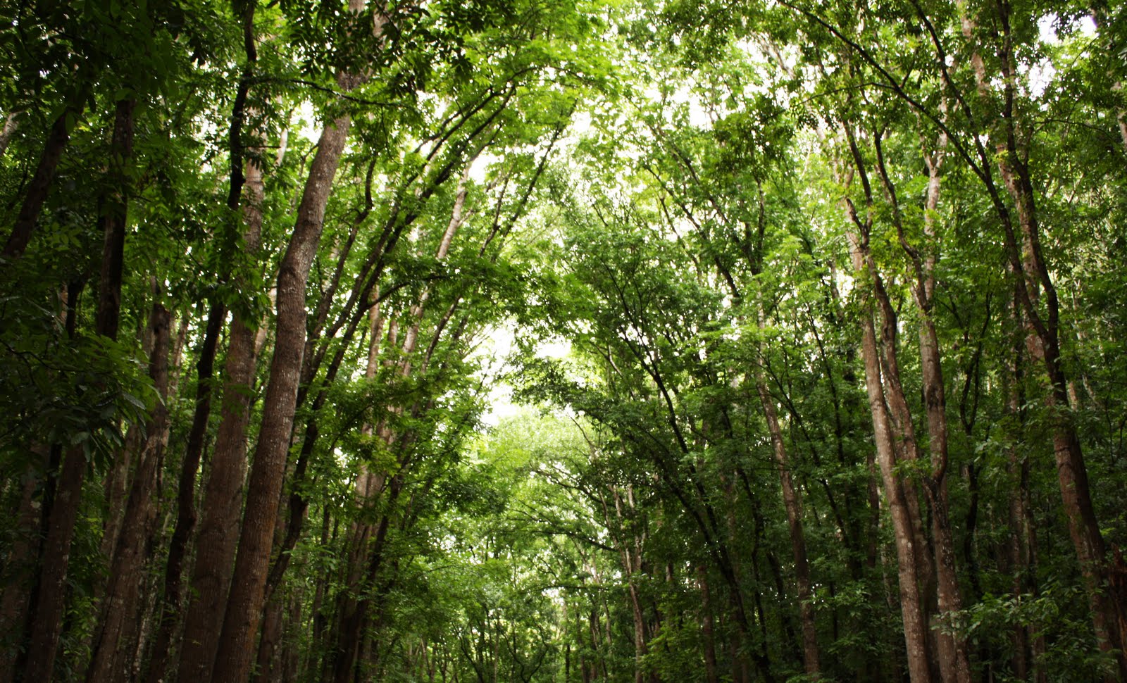 Adventurous Feet: Part7: Cebu-Bohol Trip (Day3) - Chocolate Hills ...