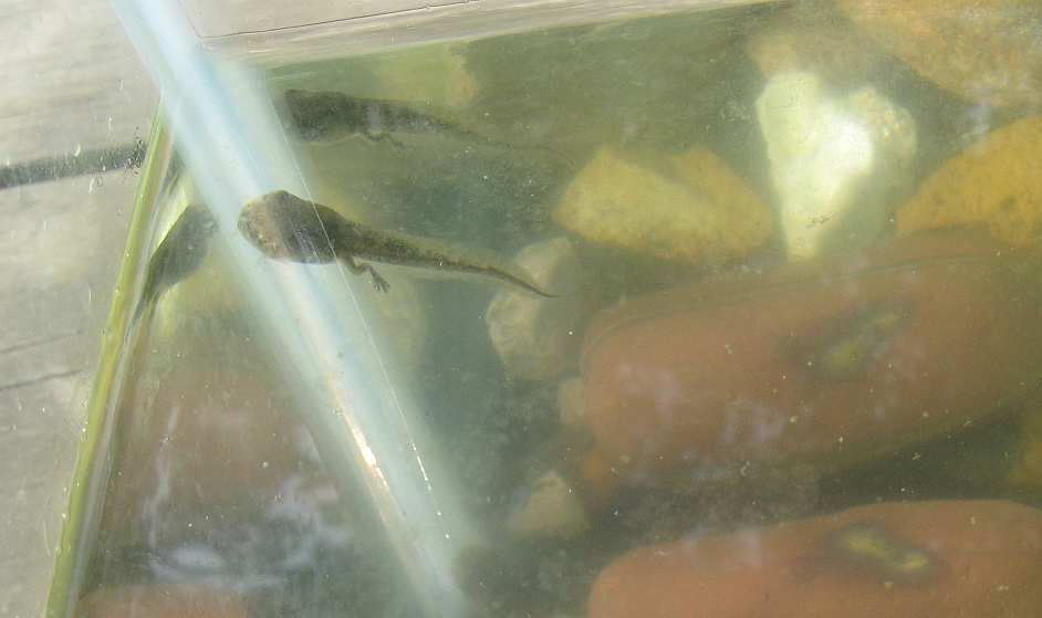 Exotic Eating: Tadpoles - 3 Weeks After Hatching