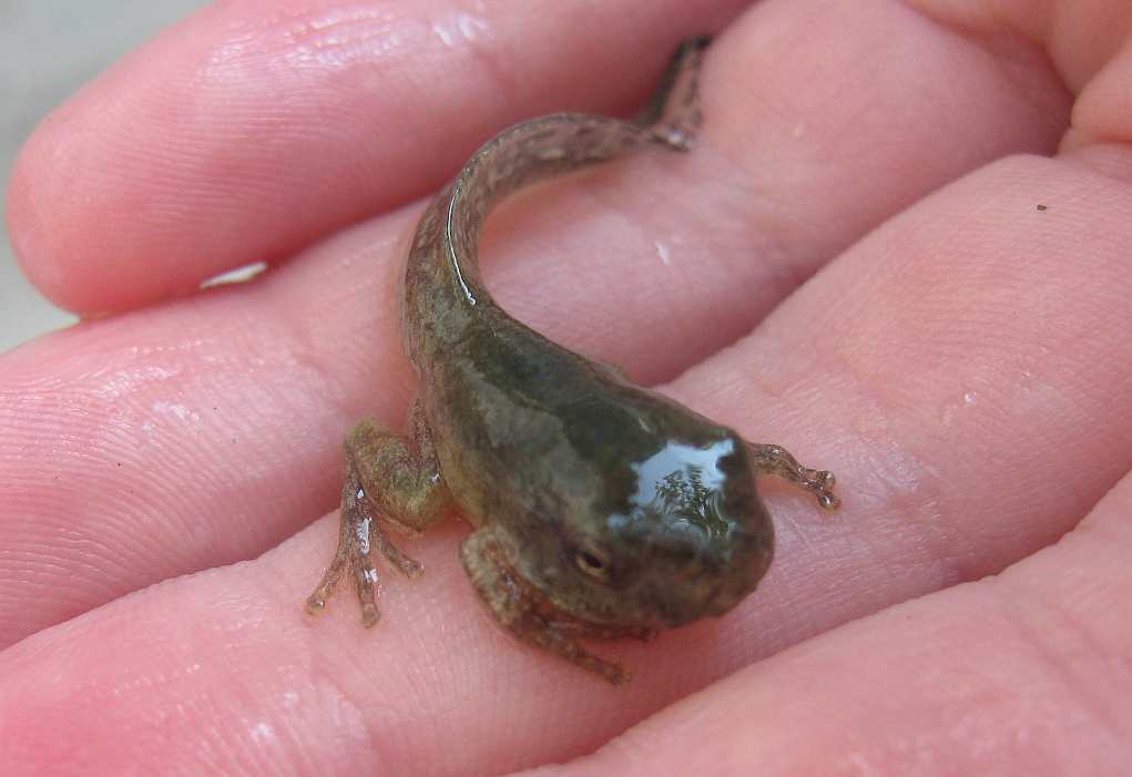 Exotic Eating: Tadpole Tuesday 22nd