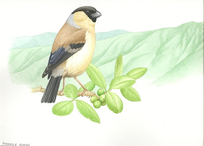 Birding Canarias: Conoces el priolo