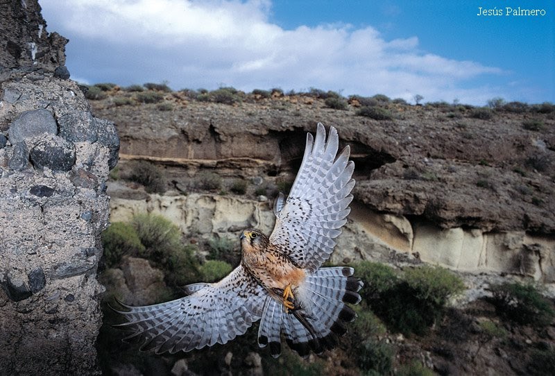 Birding Canarias: Fotografiando aves rapaces de Canarias