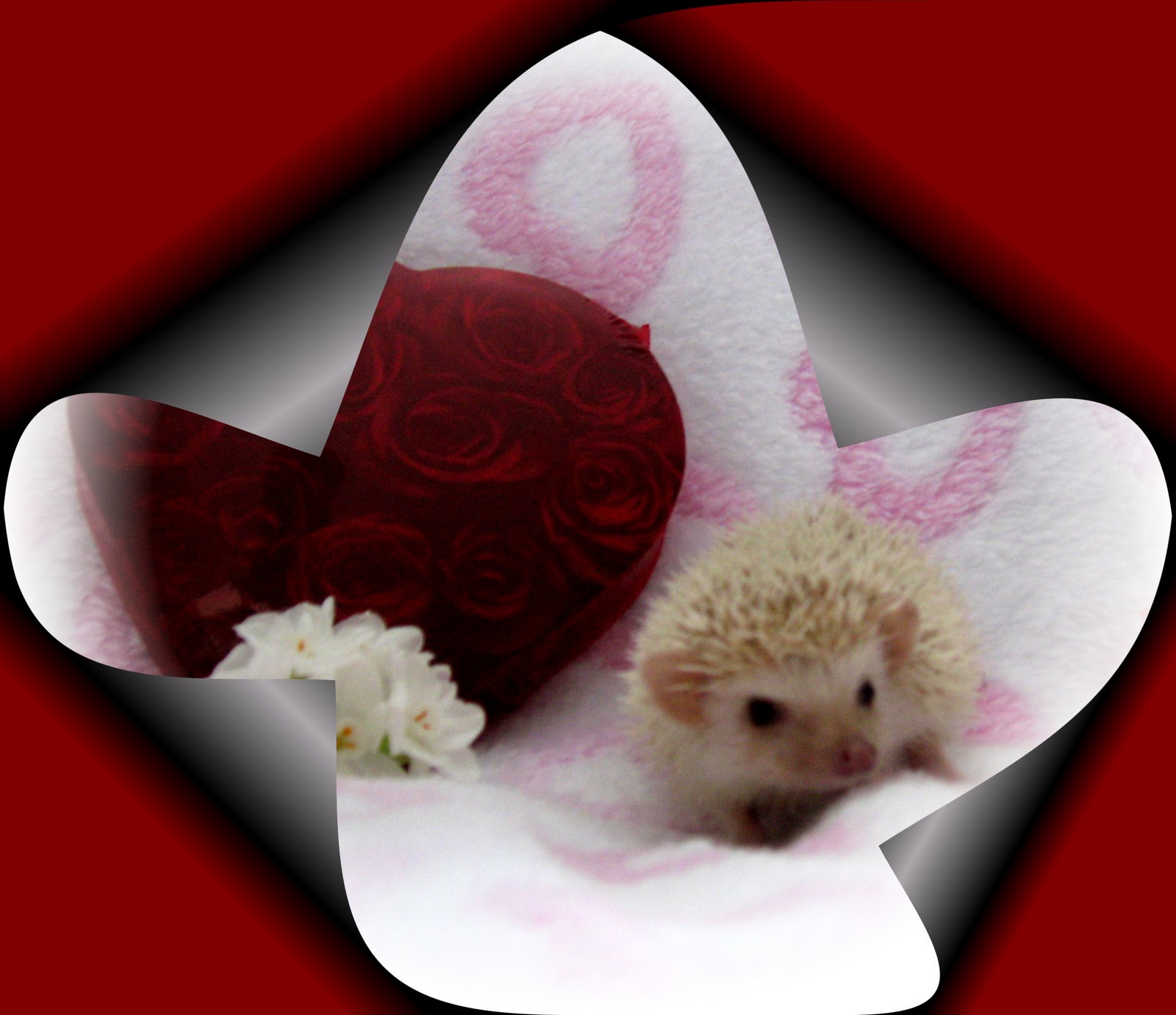 Choosing an Exotic Pet - Care of Exotic Pets: Care of Pet Hedgehogs