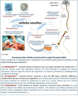 Une pincée de biologie: Les cellules souches : un espoir qui s’enracine