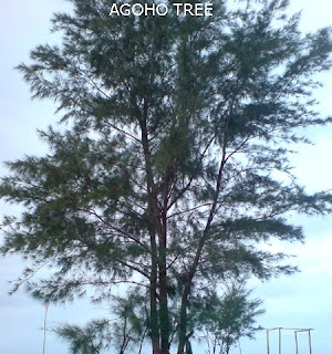 Nature's Healing Touch: Agoho (Casuarina equisetlifolia L. Cauanrinaceae)