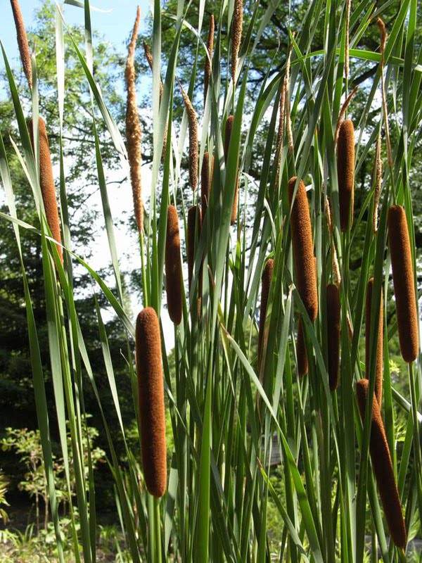Info on plants!: #4 - Typha Angustifolia