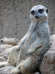 Randomnies: Aleksandr Orlov - the world's most popular fictional meerkat