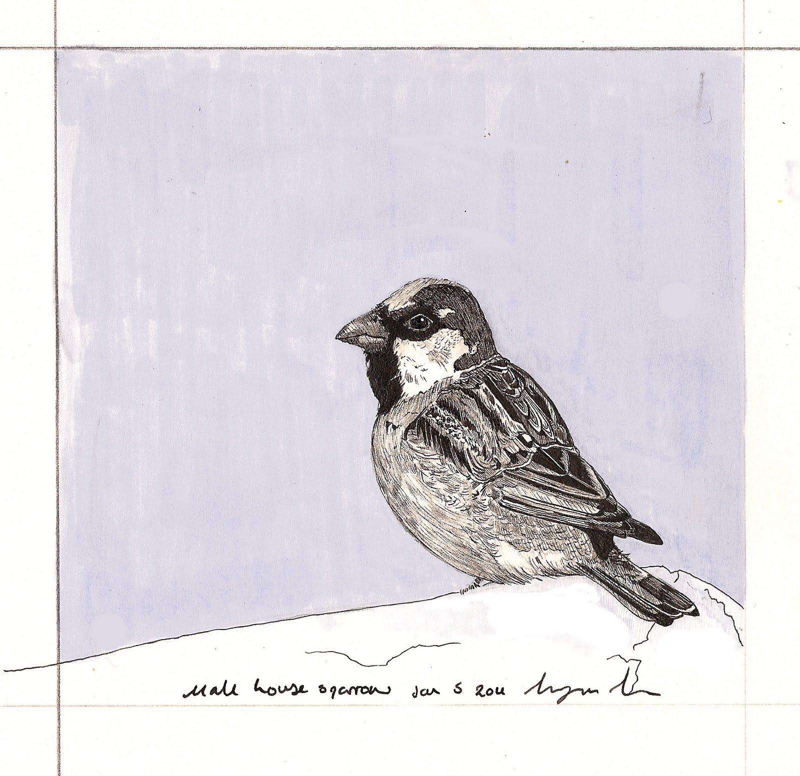 Ben Rothery Illustrator: A Drawing a day