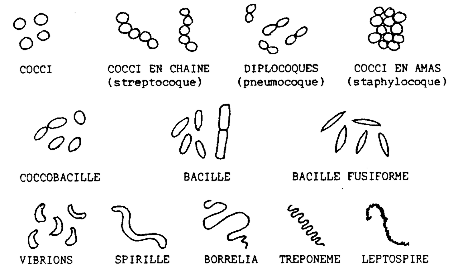 microbiologie: Les formes des bactéries