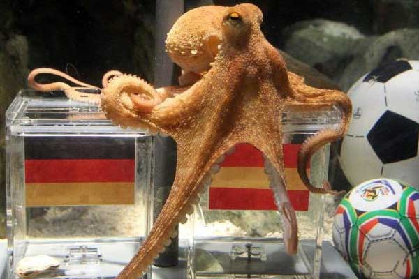 ANAHATA MAÓ CENTRO DE REIKI: ¿Era adivino el pulpo Pol?