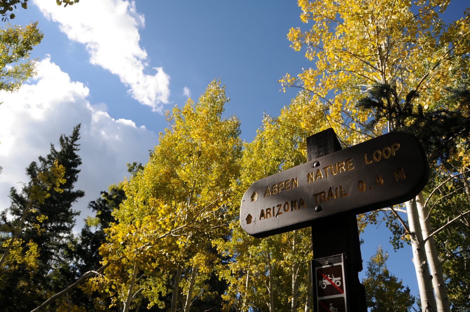 Arizona Hiking: FLAGSTAFF FALL FOLIAGE UPDATE: October 16, 2010