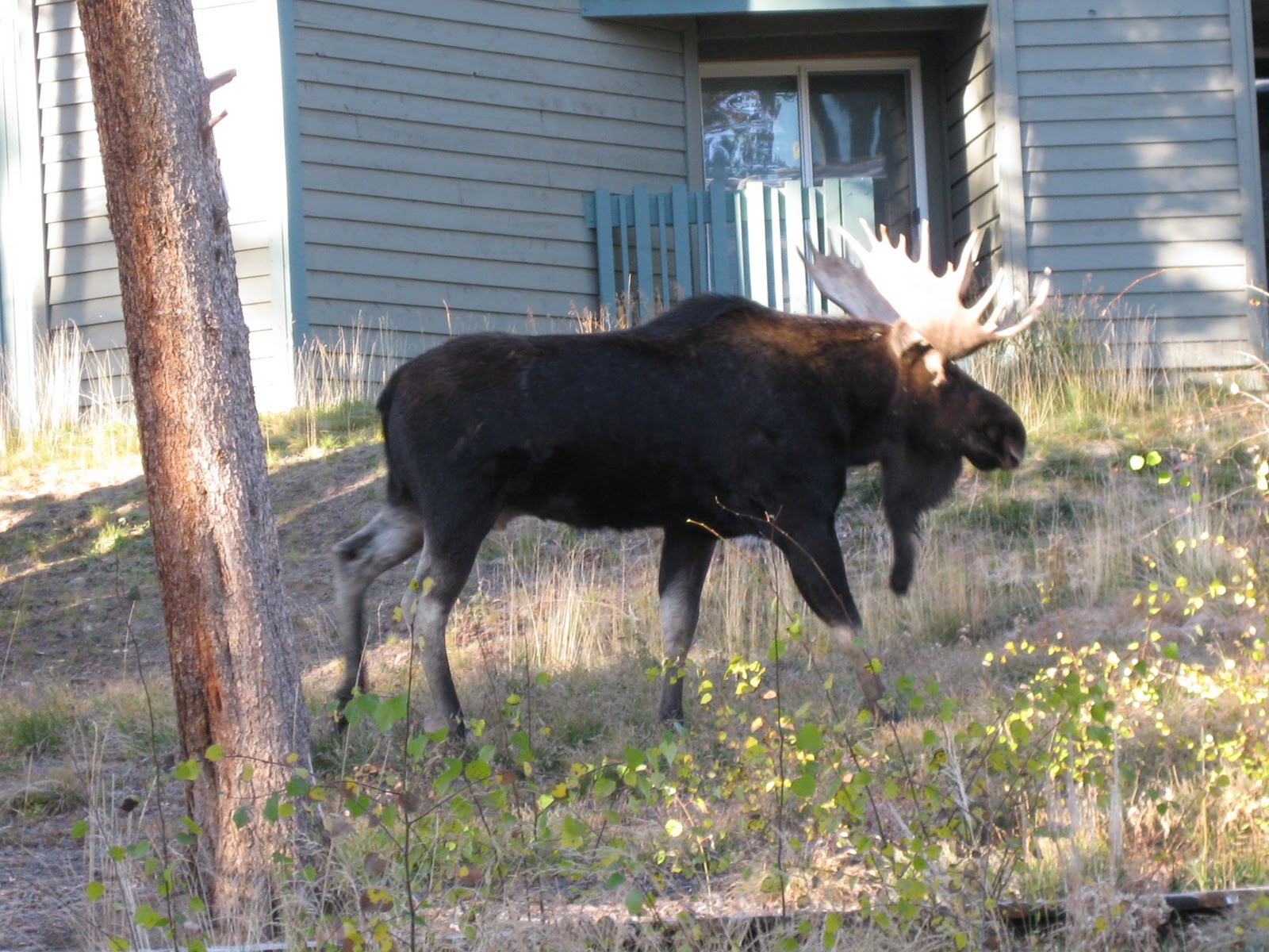 Moose In Your Backyard