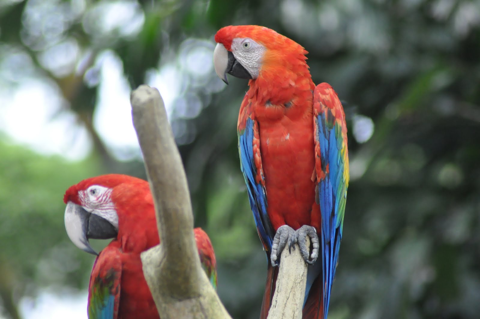 The paradise of flamboyant birds at Jurong Bird Park!! ~ Portraits of ...