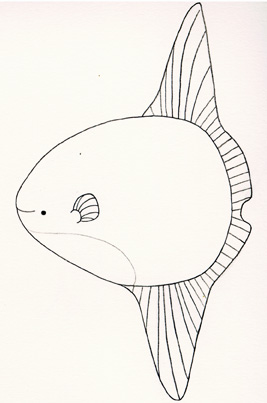 Mola Coloring Pages Sketch Coloring Page