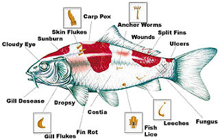 Arowana: Diseases That You Need to Know