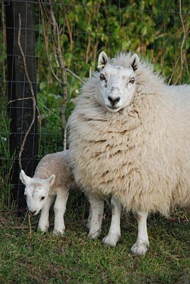 Miniature Cheviot Sheep: The Lady Ewe's