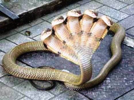 Five Head Snake-5 head snake | RESULTS CAME