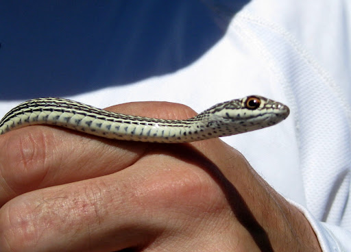 Snakes: Whip snake, whiptails, scorpions, and others