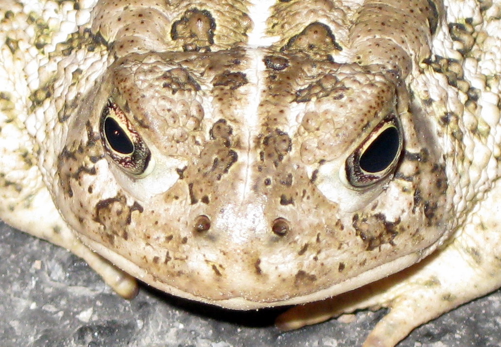 Snakes: Western Toads