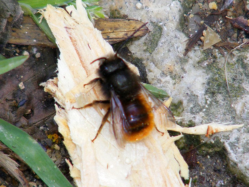 Days on the Claise: European Orchard Bees