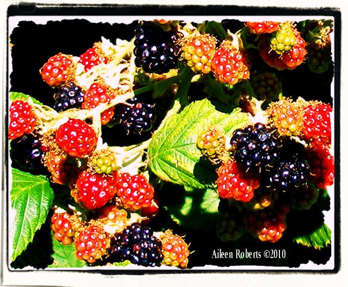 Aileen's Musings: Pictures of the Day 7-6-10