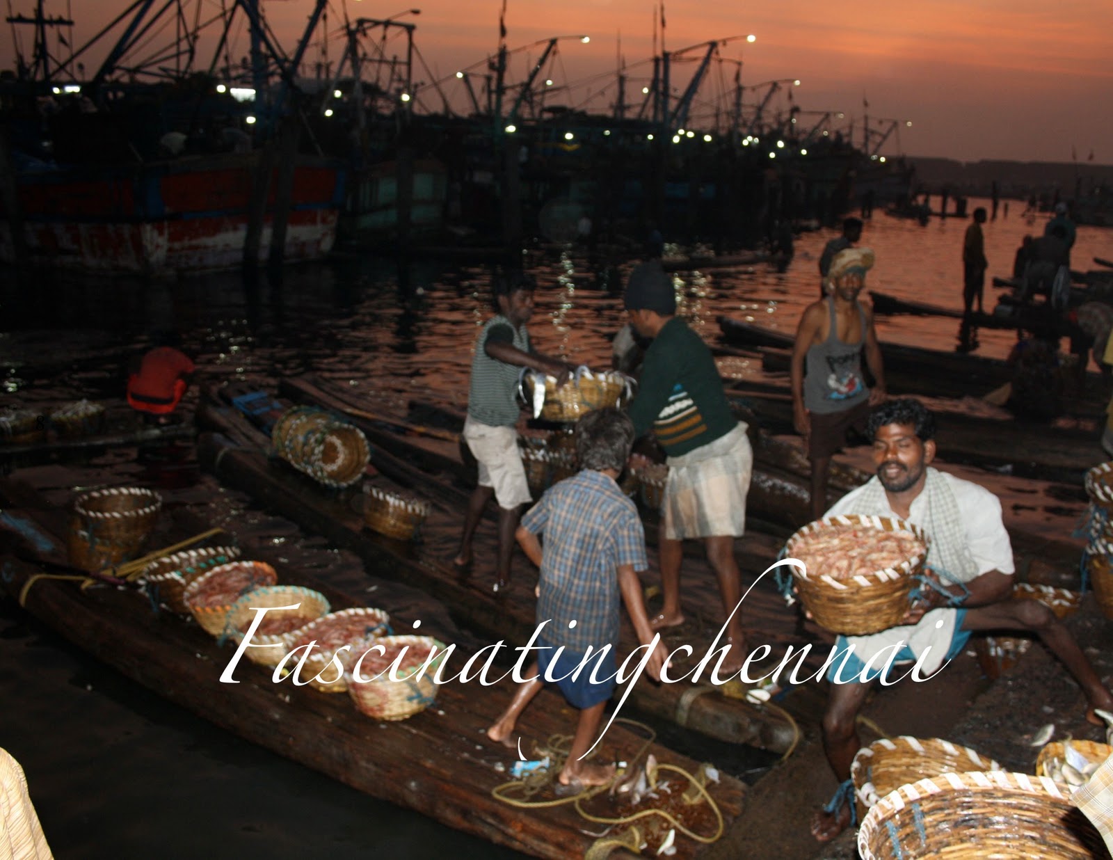 Fascinating Chennai: Royapuram Fishing Harbour