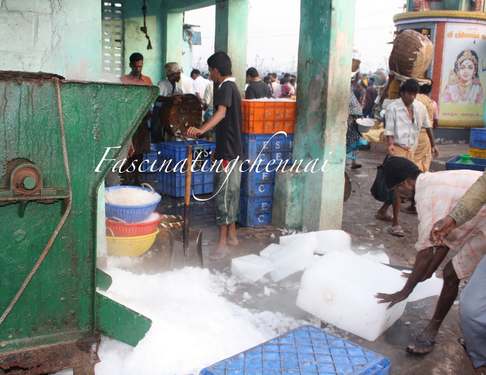 Fascinating Chennai: Royapuram Fishing Harbour