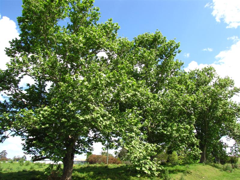 Daleys Fruit Tree Blog: London Plane Trees