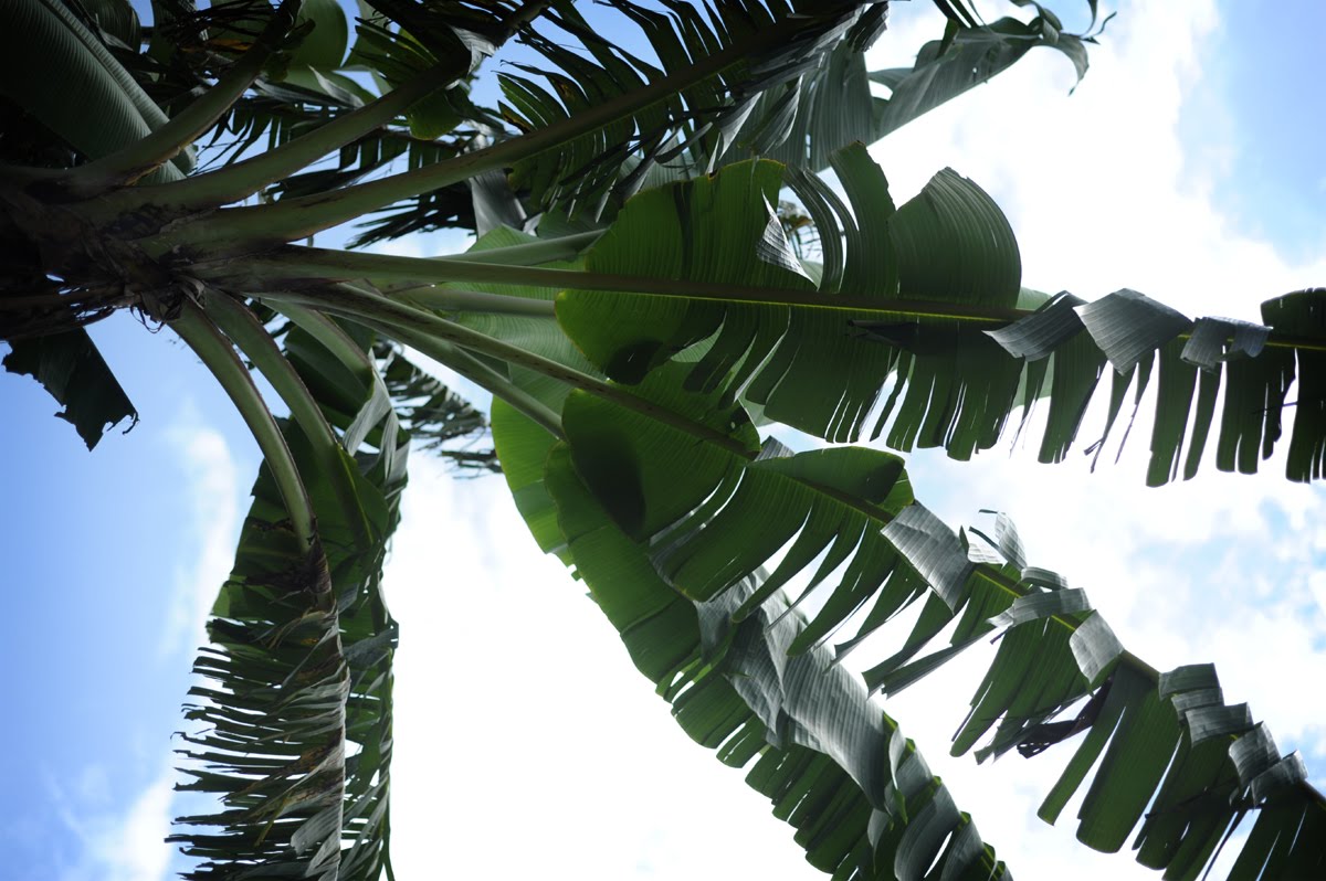 Adventures in Ghana: Important Plants of Ghana