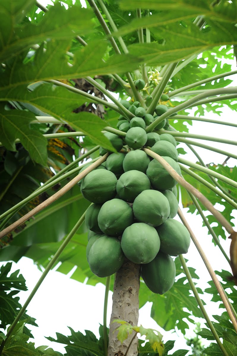 Adventures in Ghana: Important Plants of Ghana