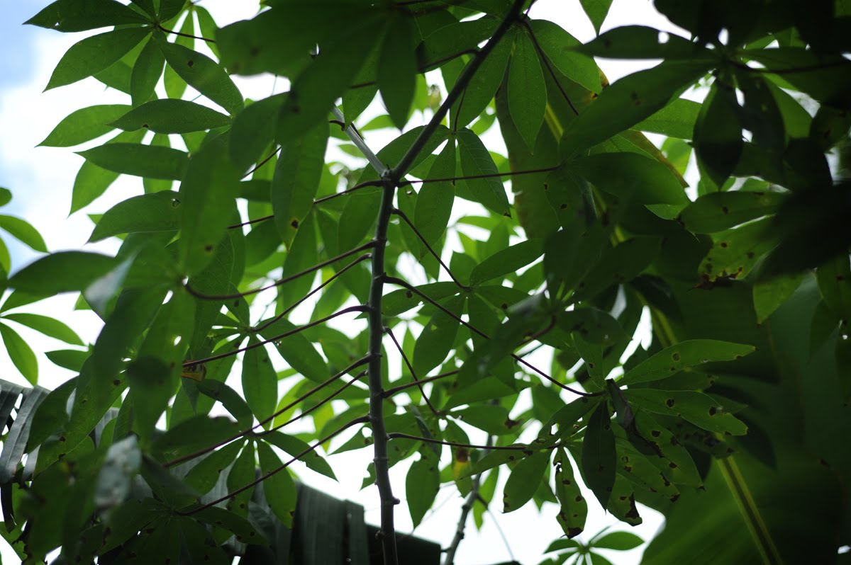 Adventures in Ghana: Important Plants of Ghana