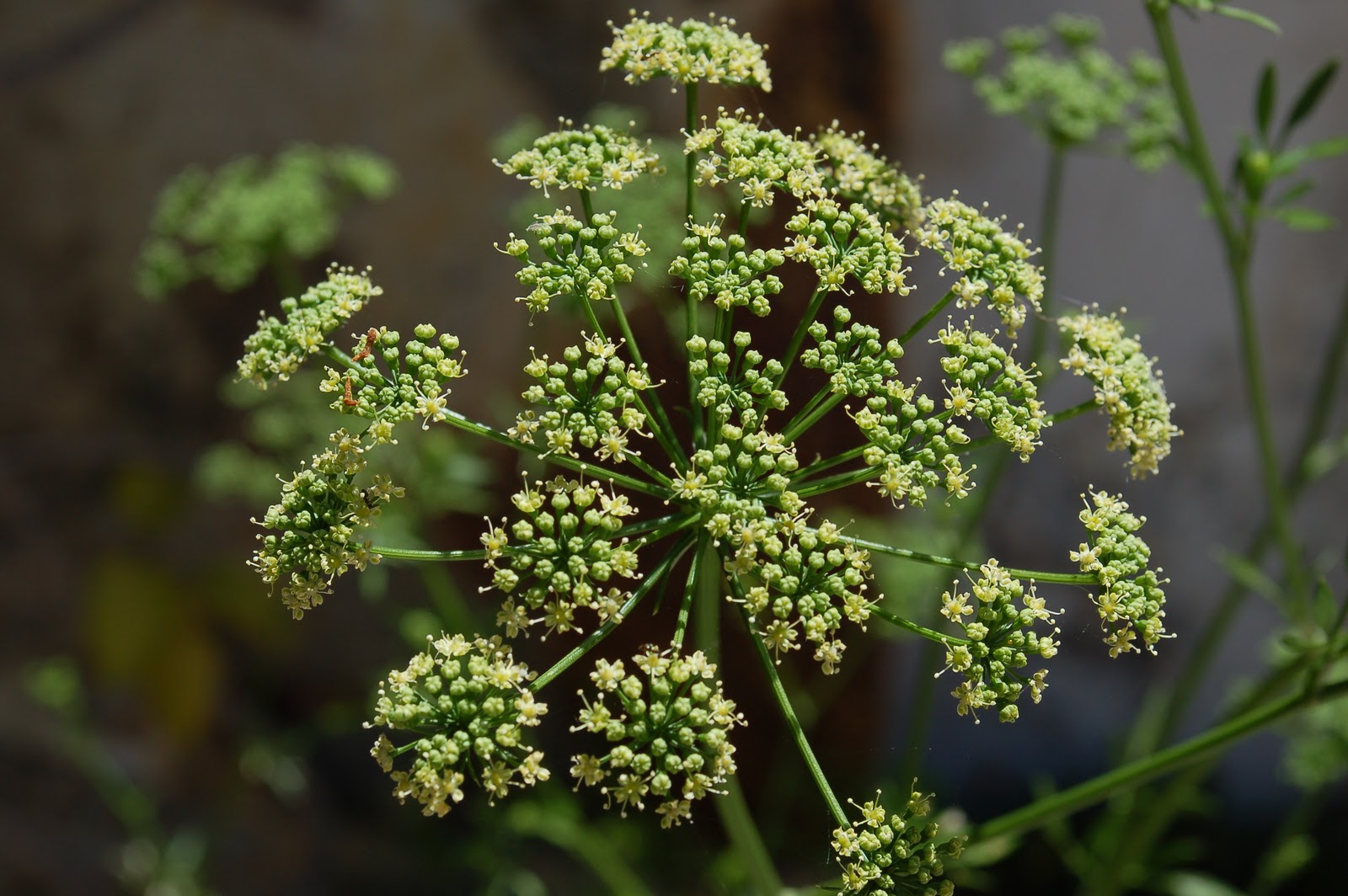 objetivo.dos: Flores y frutos del Perejil.