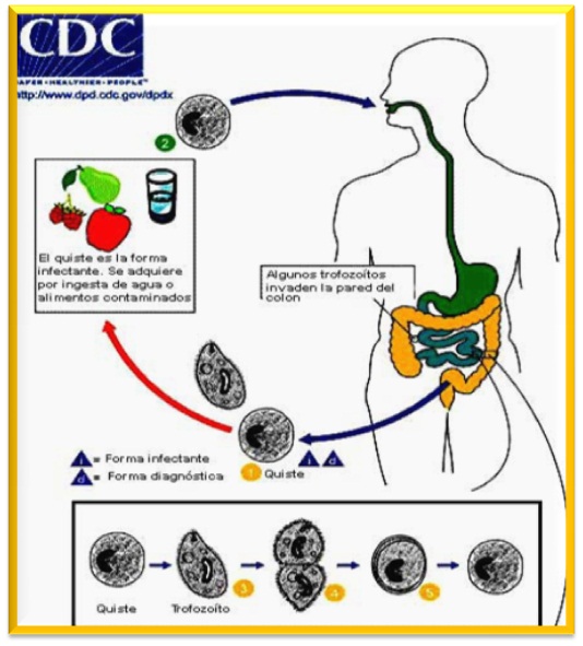 Parasitology World: BALANTIDIUM COLI