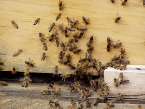 TOWN BEES: Raft Swamp Farms
