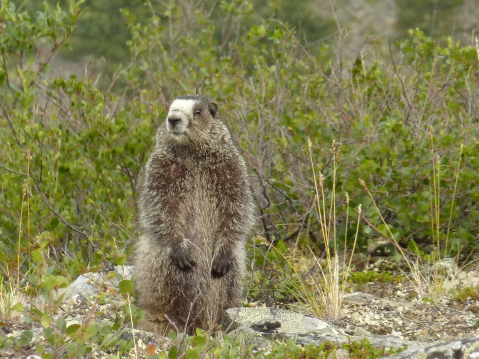 The FunFinder Rolls Again!: Mr.. Marmot on the Grizzly Lake Trail ...