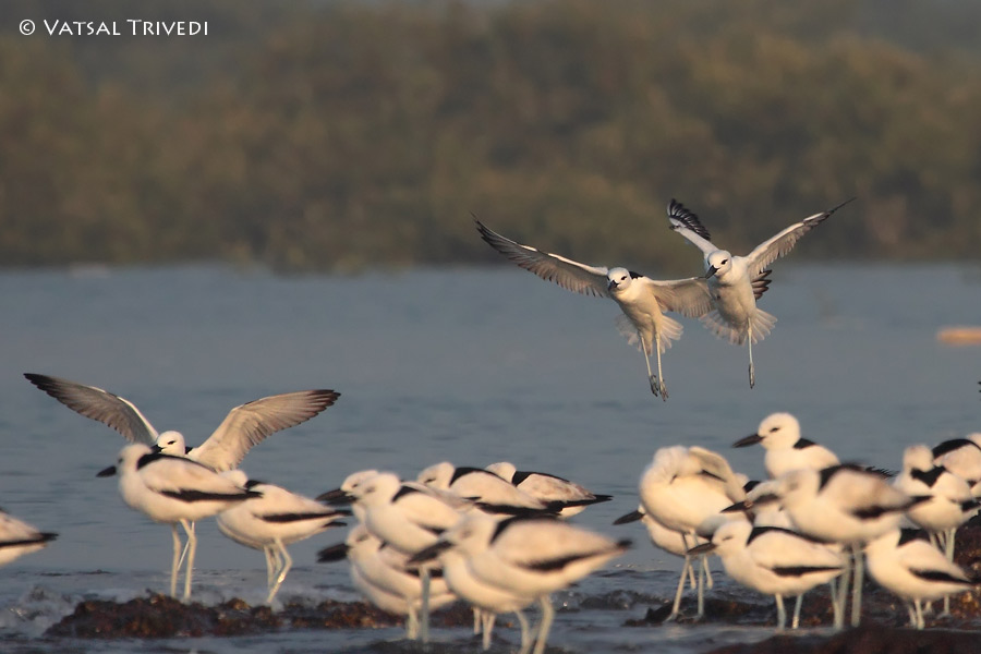 Jamnagar Birds: Seashore birds of Jamnagar