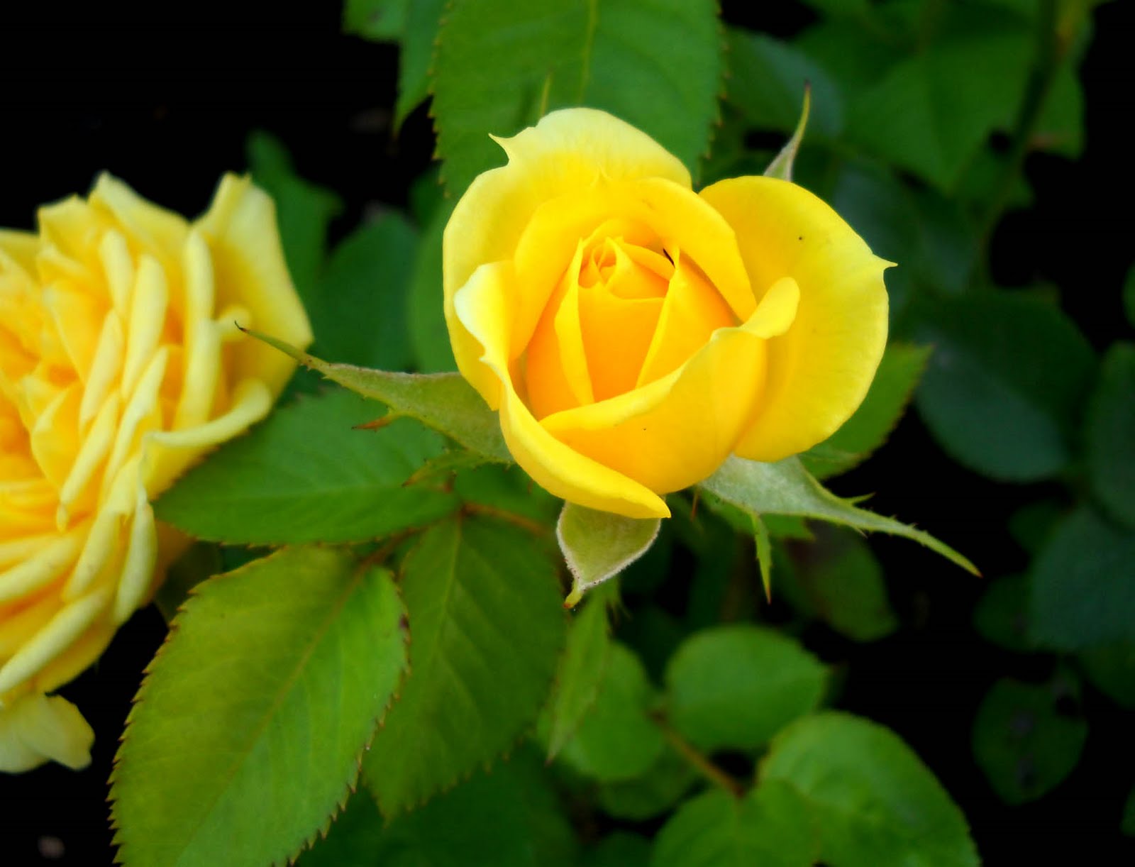 My Nature Photography: Roses