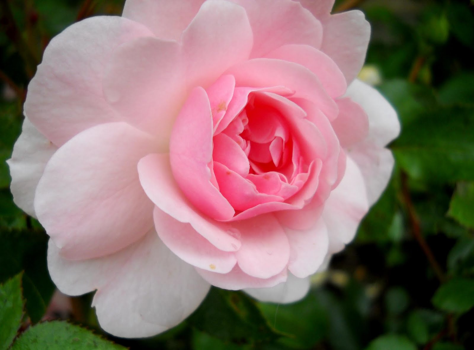 My Nature Photography: Roses