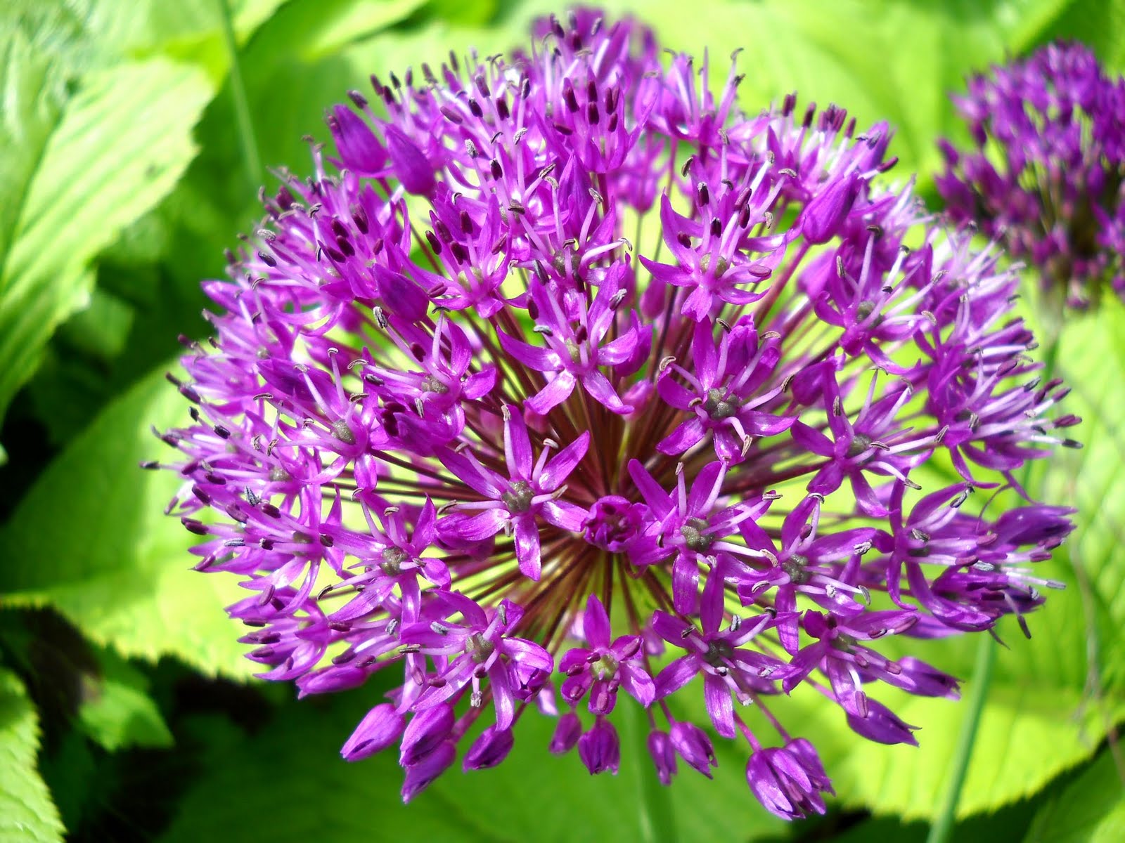 My Nature Photography: Alium