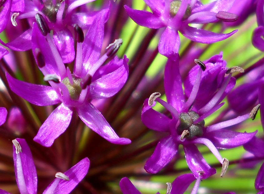 My Nature Photography: Alium