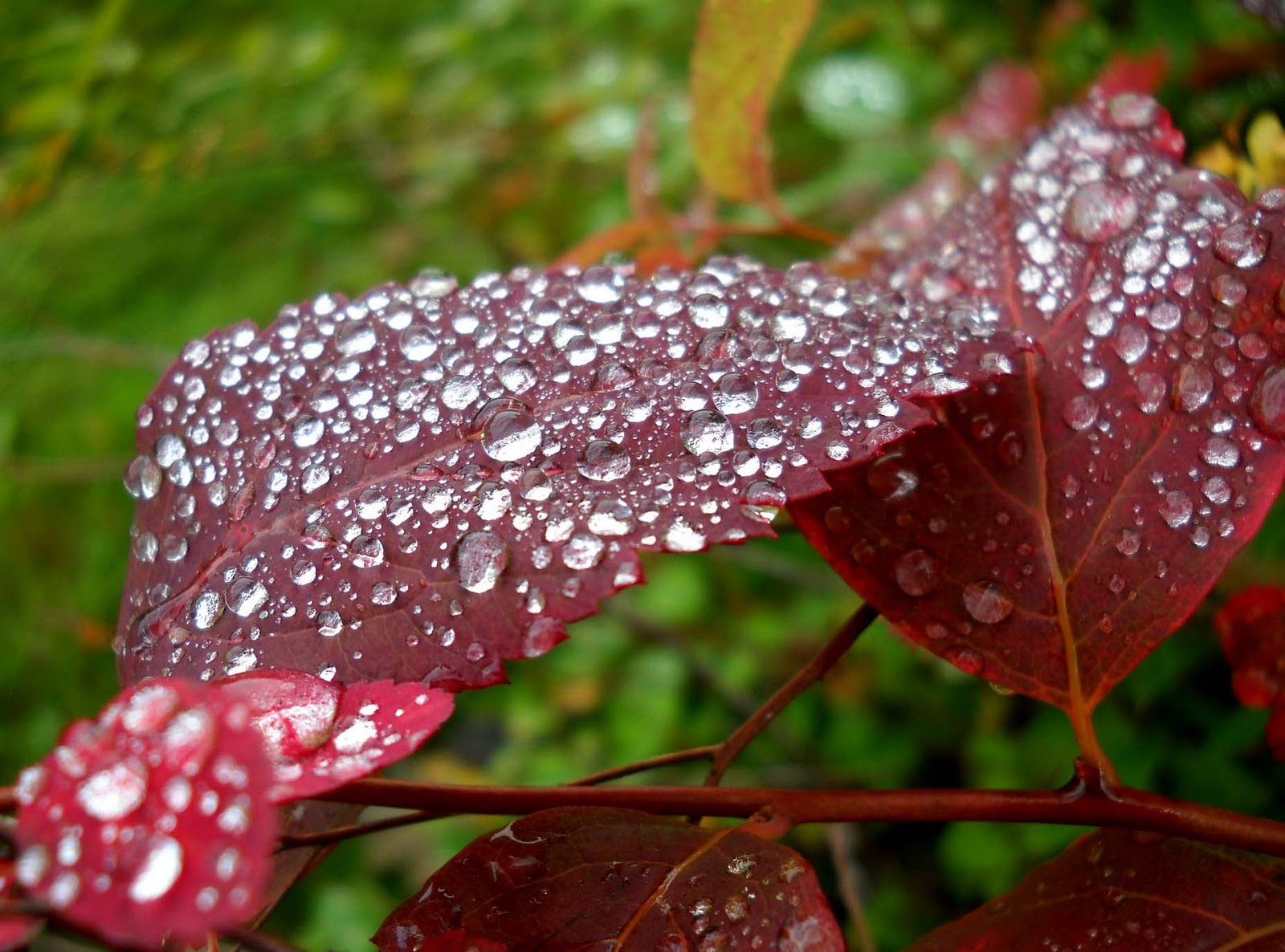 My Nature Photography: Autumn Raindrops