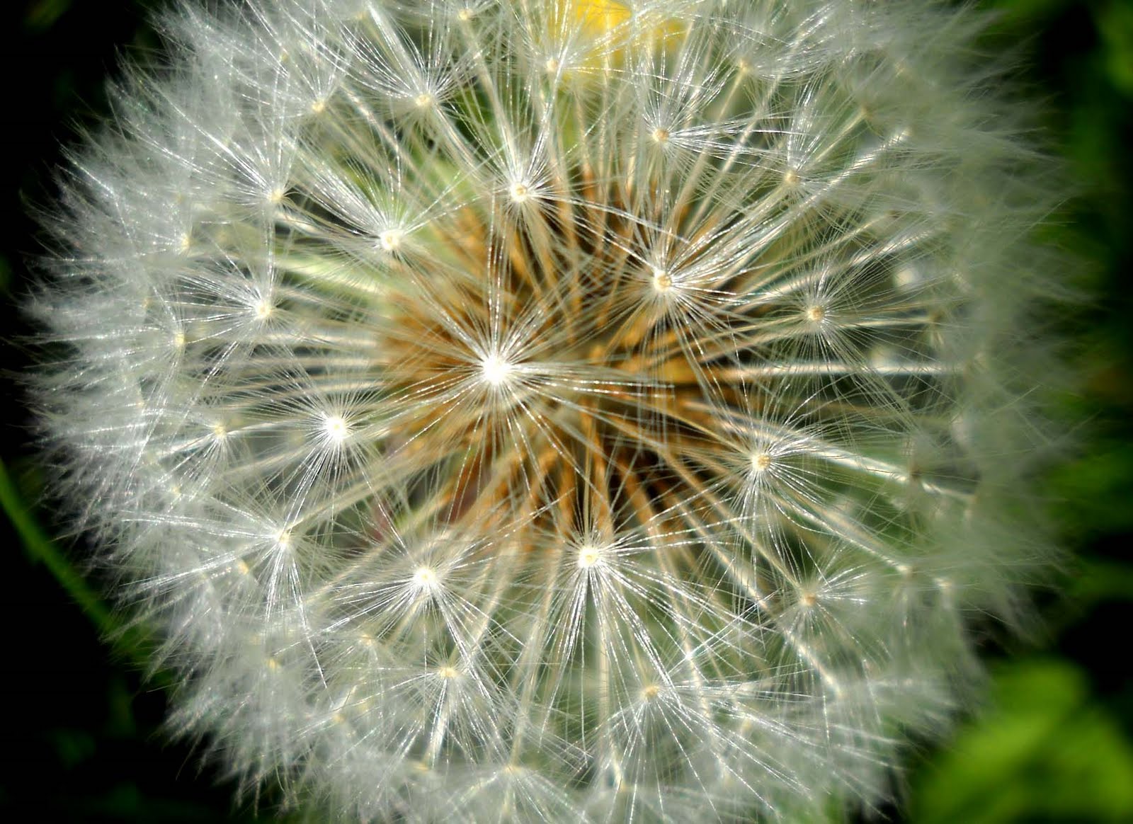My Nature Photography: Dandelion Pappus