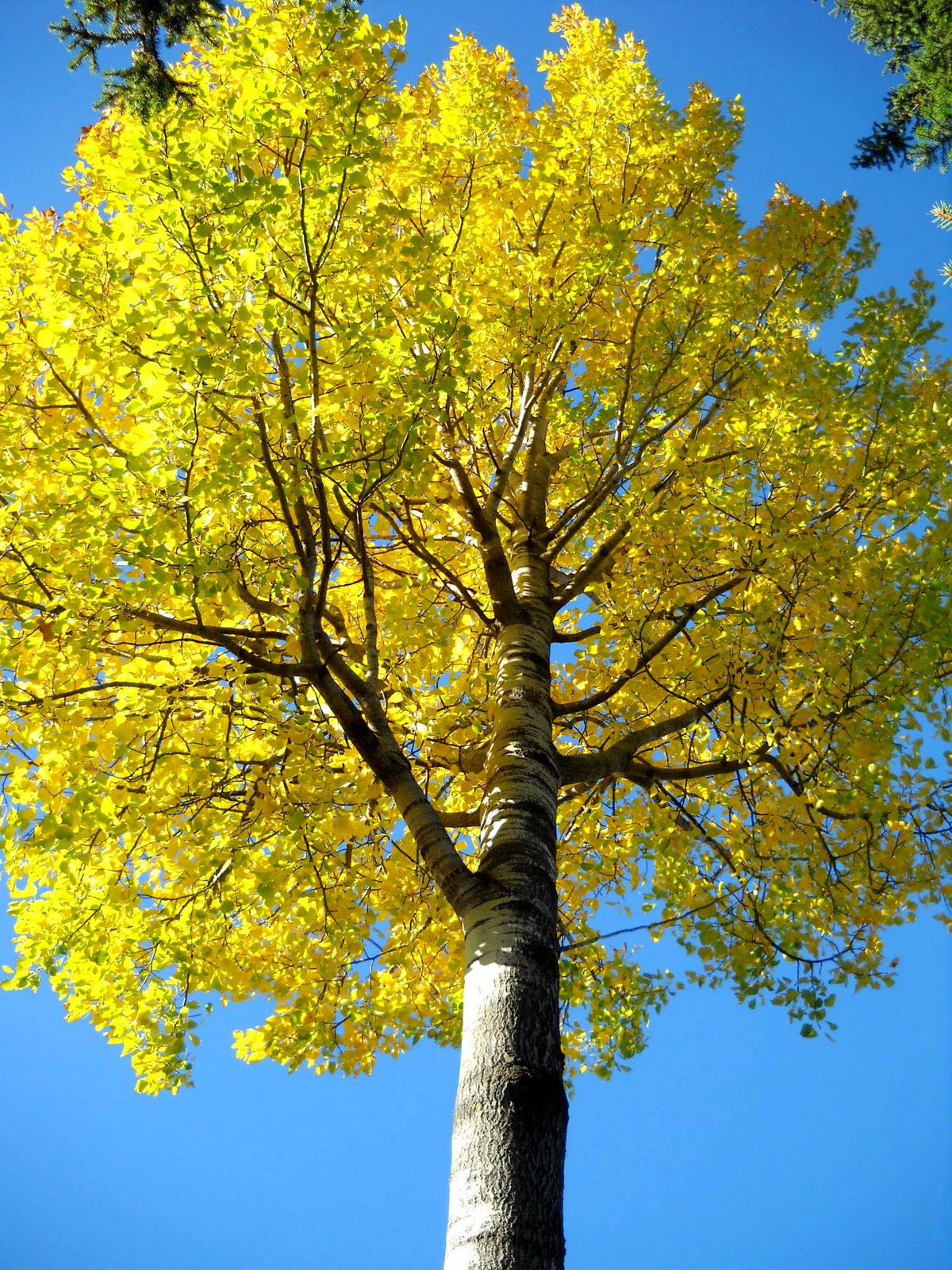 The Merry Aspen Trees |Blissful Solitary Wanderings